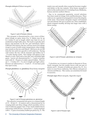 Mesquite and Palo Verde Trees for the Urban Landscape - University of ...