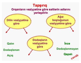 Sait və samit səslər | PPT