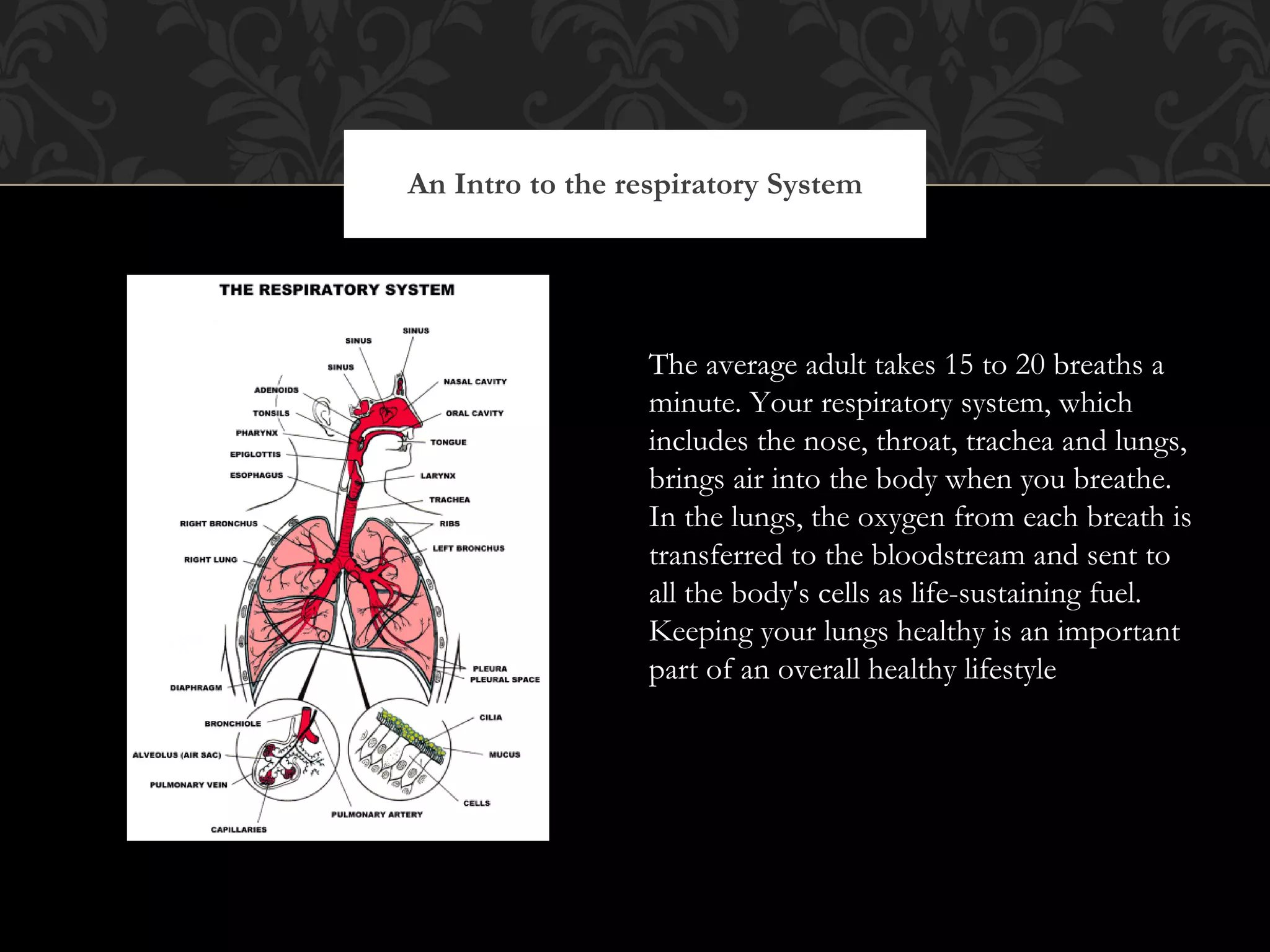 Anatomy/Physiology Slideshow: The Respiratory System | PPT | Lung and ...