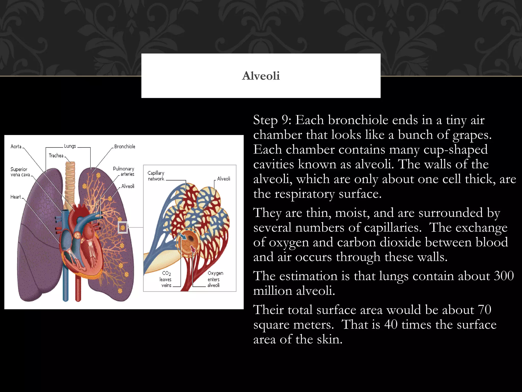 Anatomy/Physiology Slideshow: The Respiratory System | PPT | Lung and ...