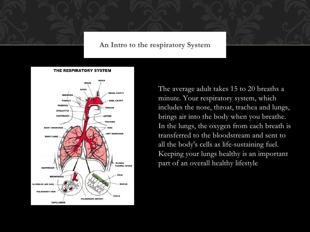 Anatomy/Physiology Slideshow: The Respiratory System