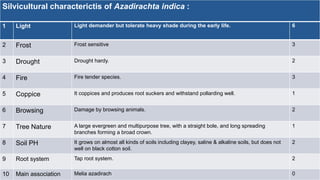 Azadirachta indica (neem) | PPTX