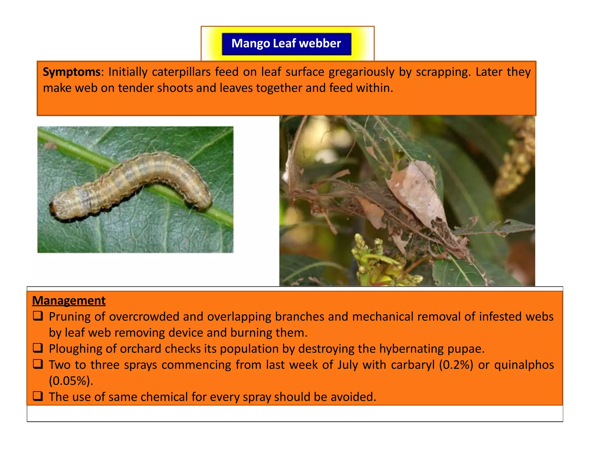 Azan -06 Mango Insect pests and diseases .pptx