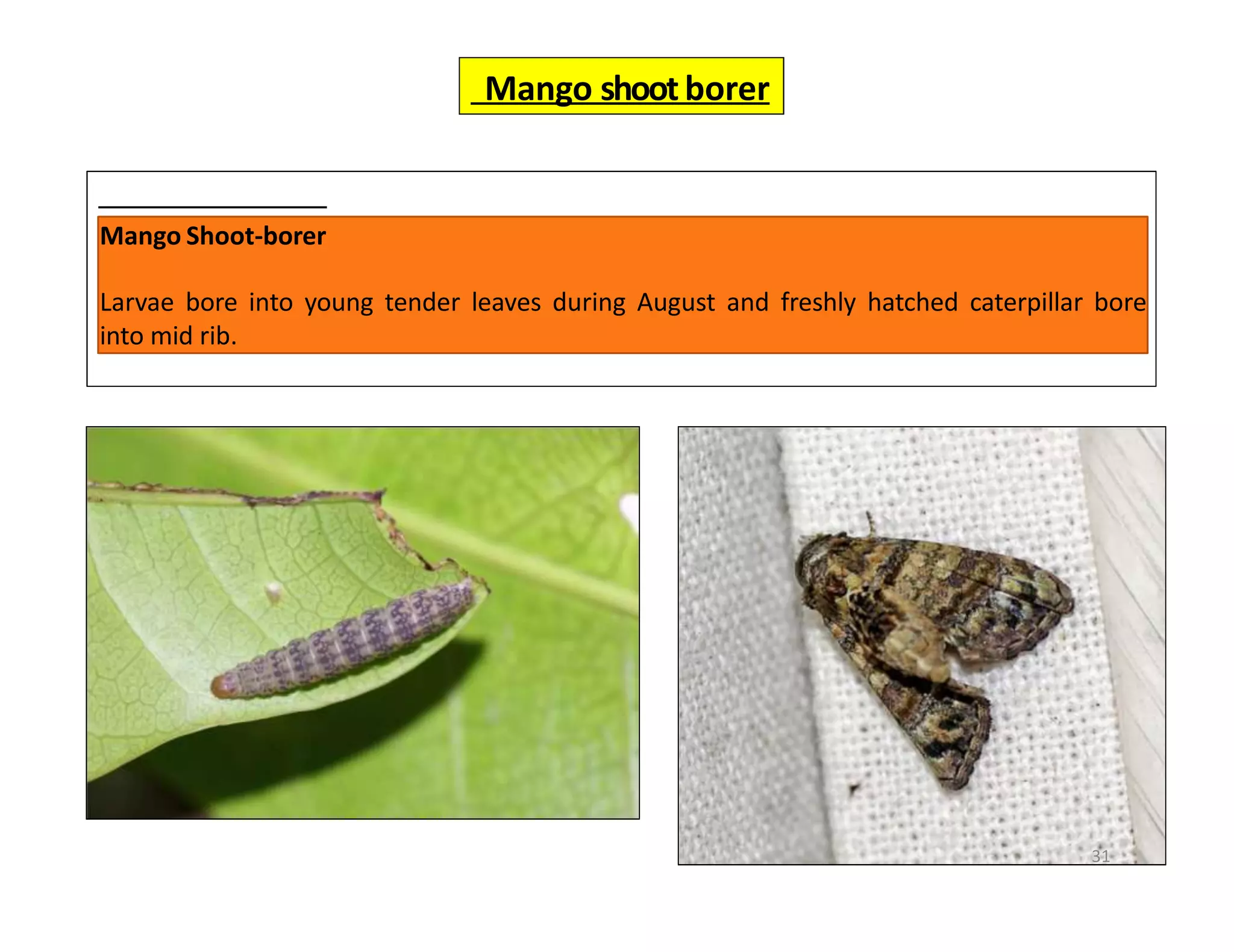 Azan -06 Mango Insect pests and diseases .pptx