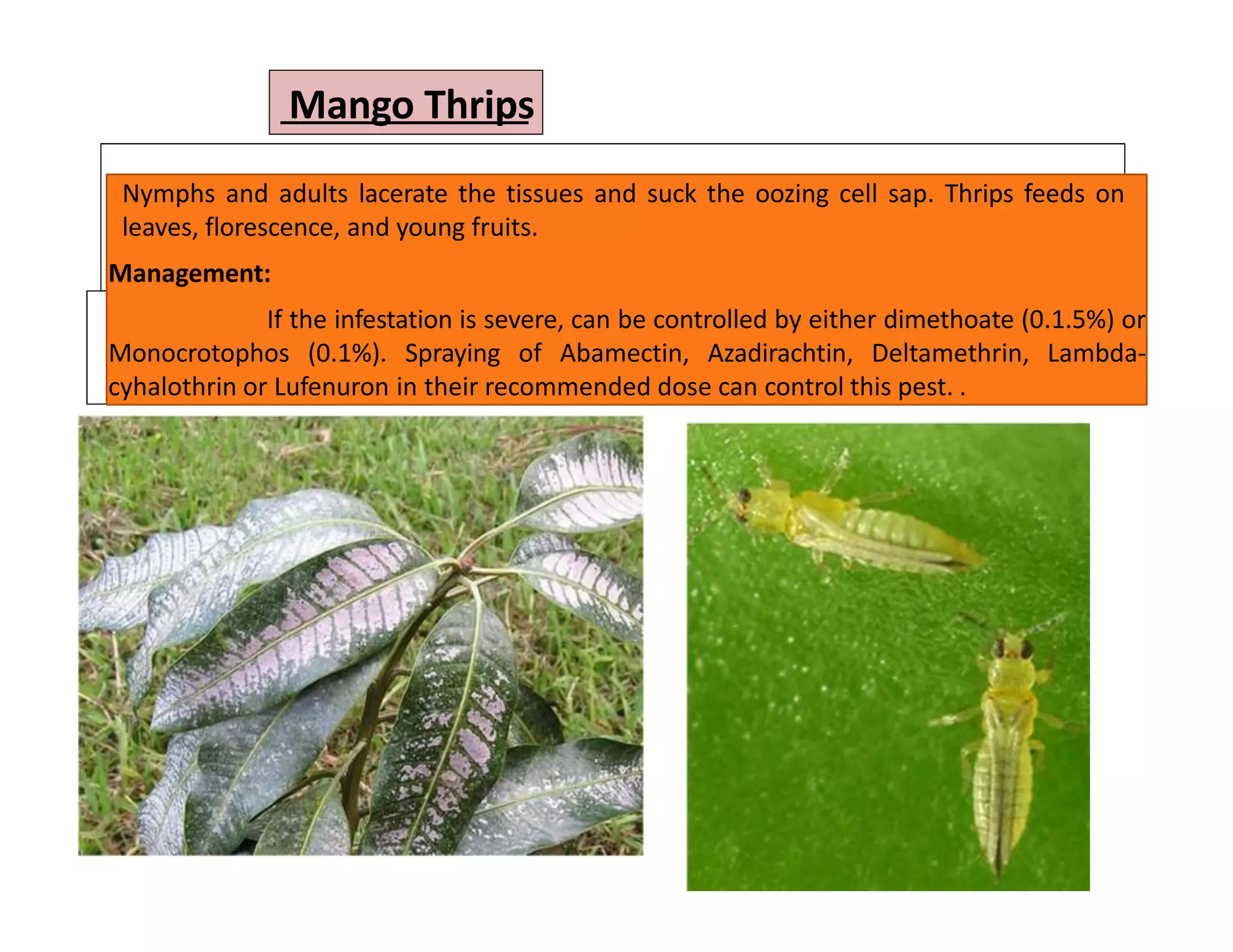 Azan -06 Mango Insect pests and diseases .pptx