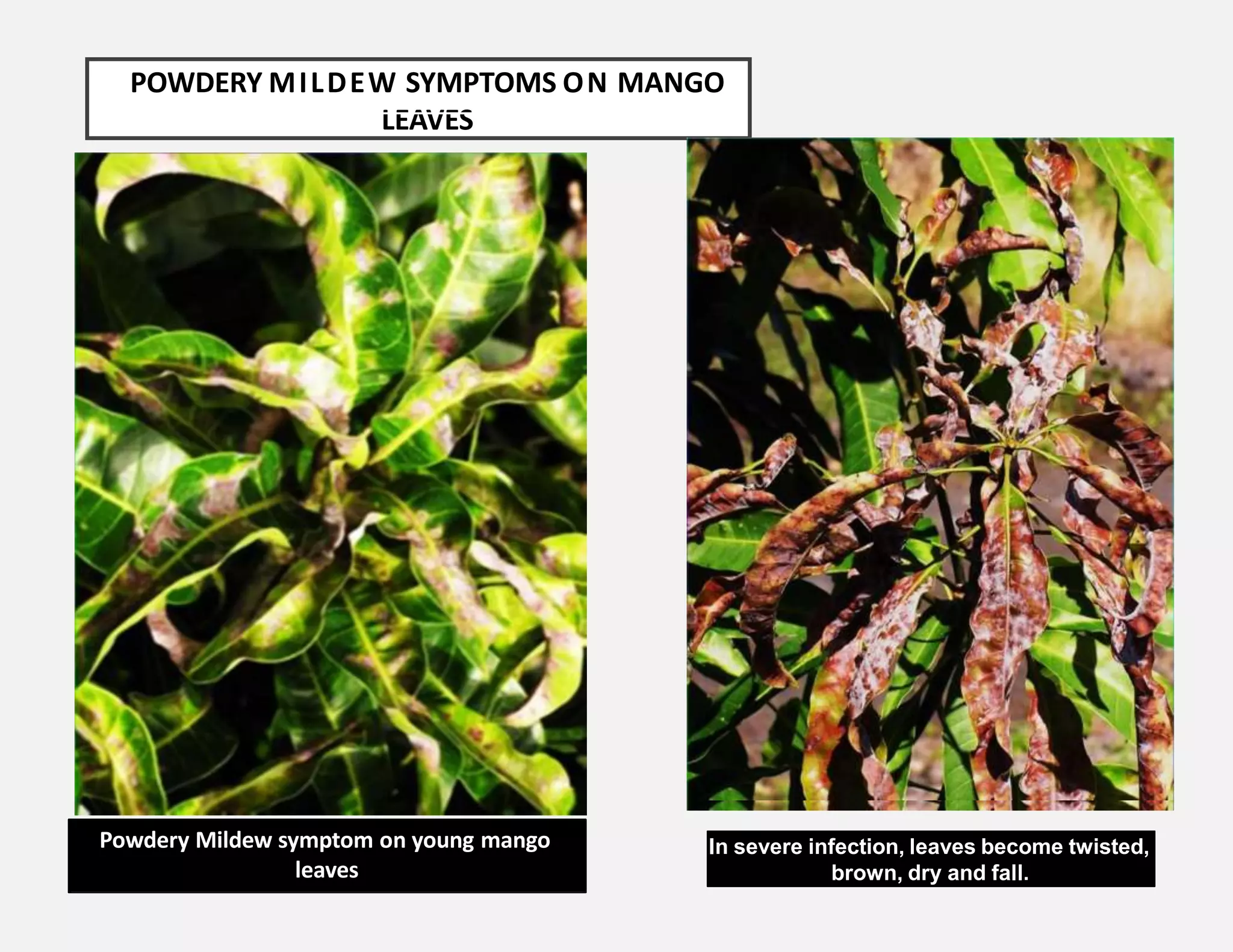 Azan -06 Mango Insect pests and diseases .pptx