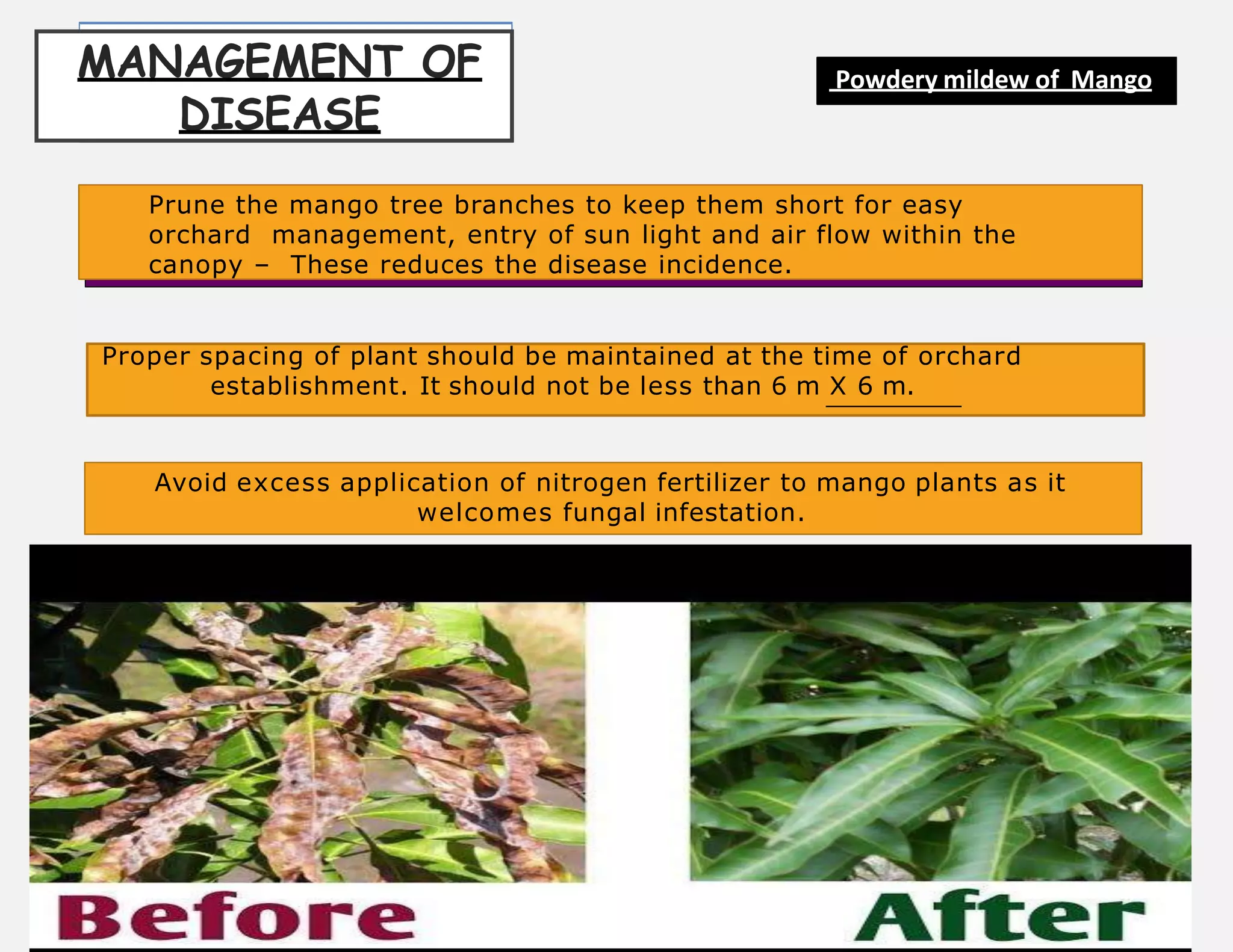 Azan -06 Mango Insect pests and diseases .pptx