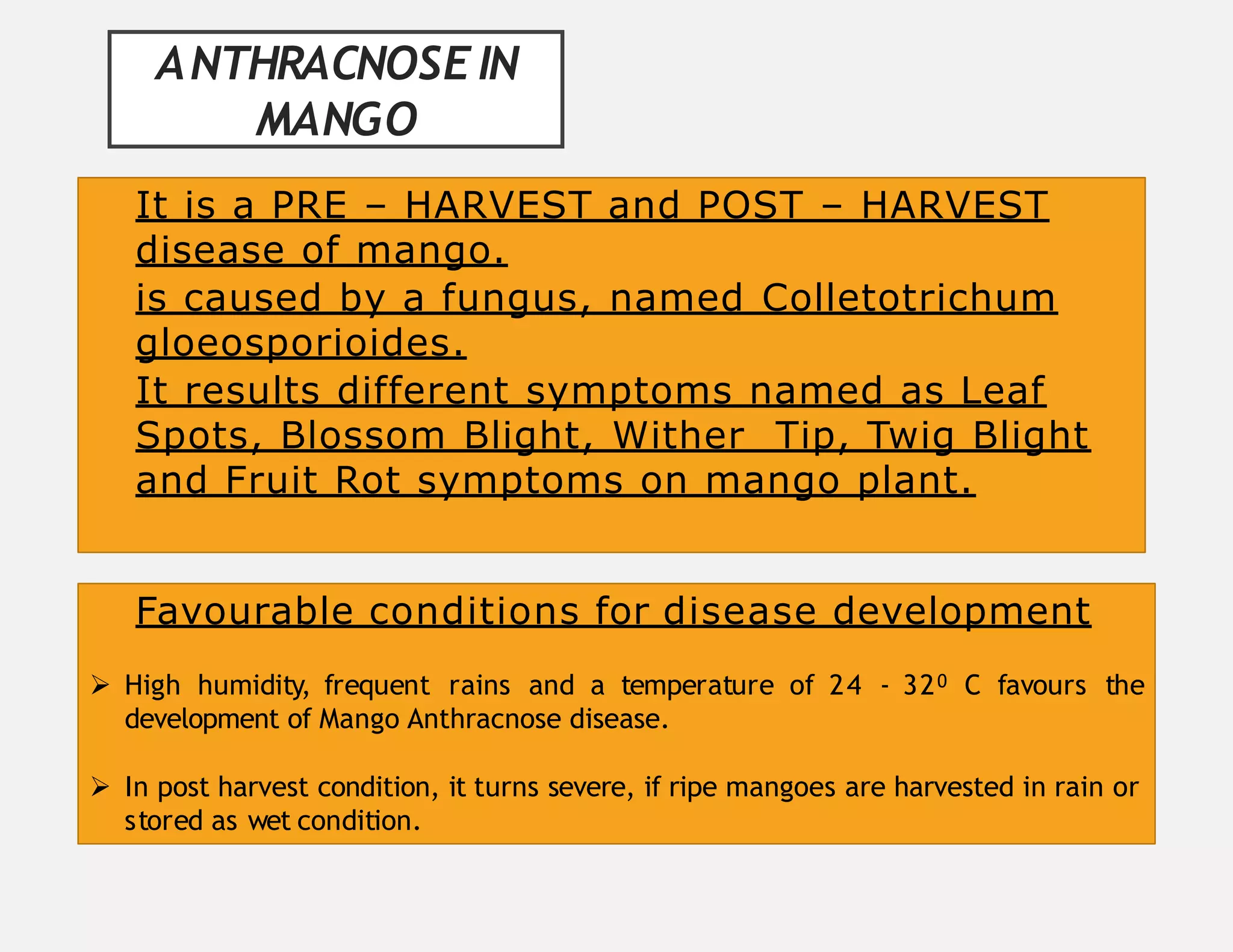 Azan -06 Mango Insect pests and diseases .pptx