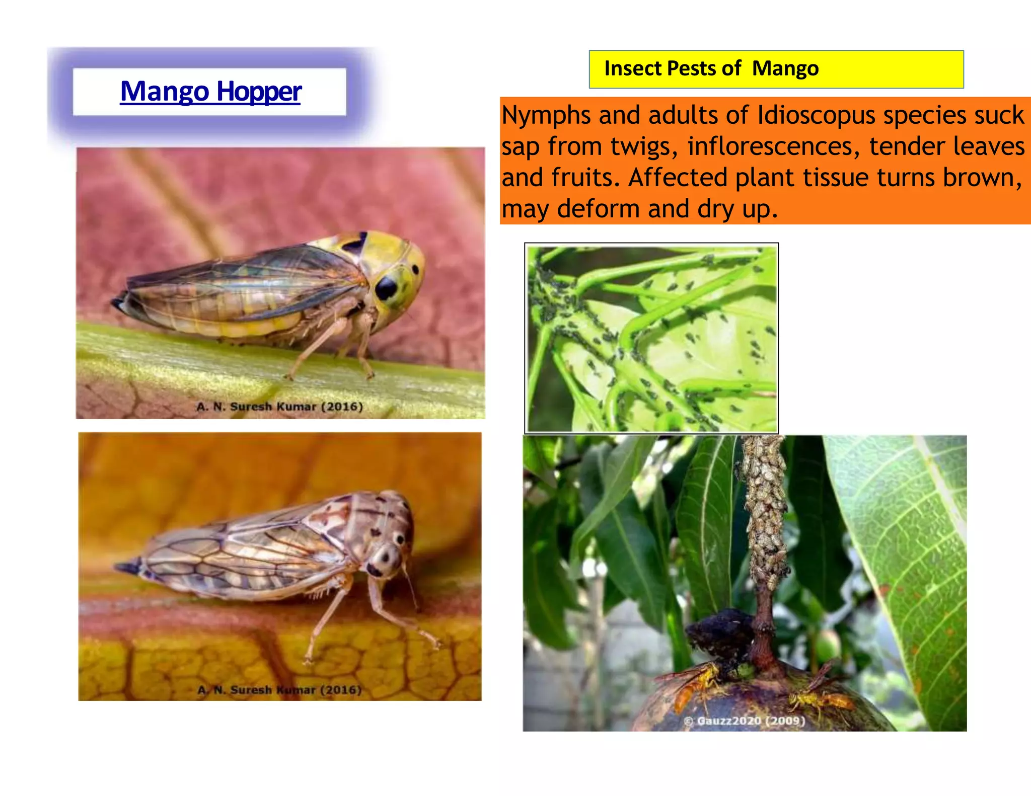 Azan -06 Mango Insect pests and diseases .pptx