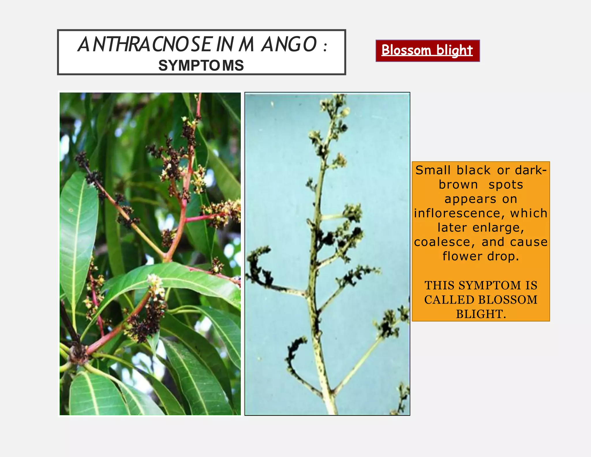 Azan -06 Mango Insect pests and diseases .pptx