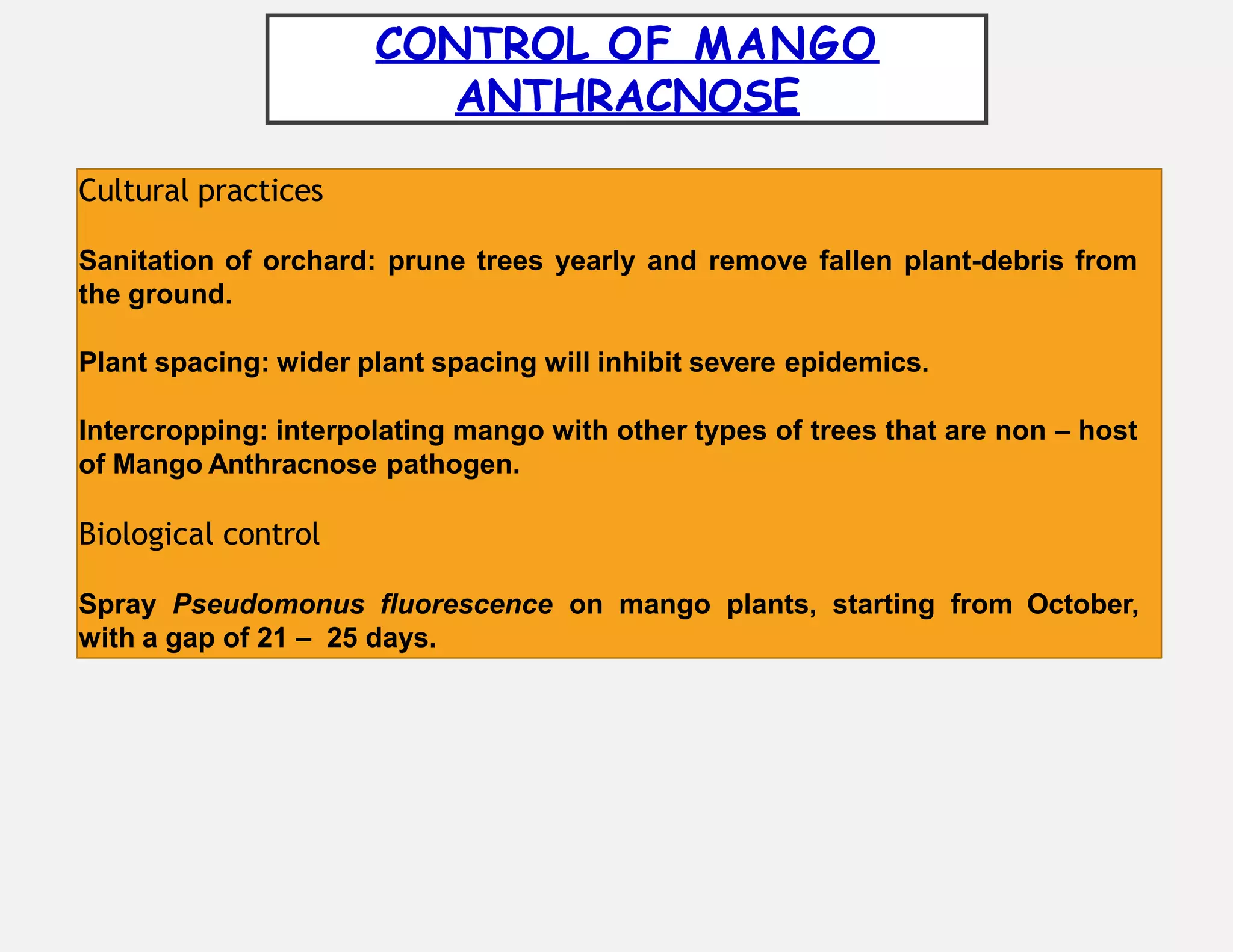 Azan -06 Mango Insect pests and diseases .pptx
