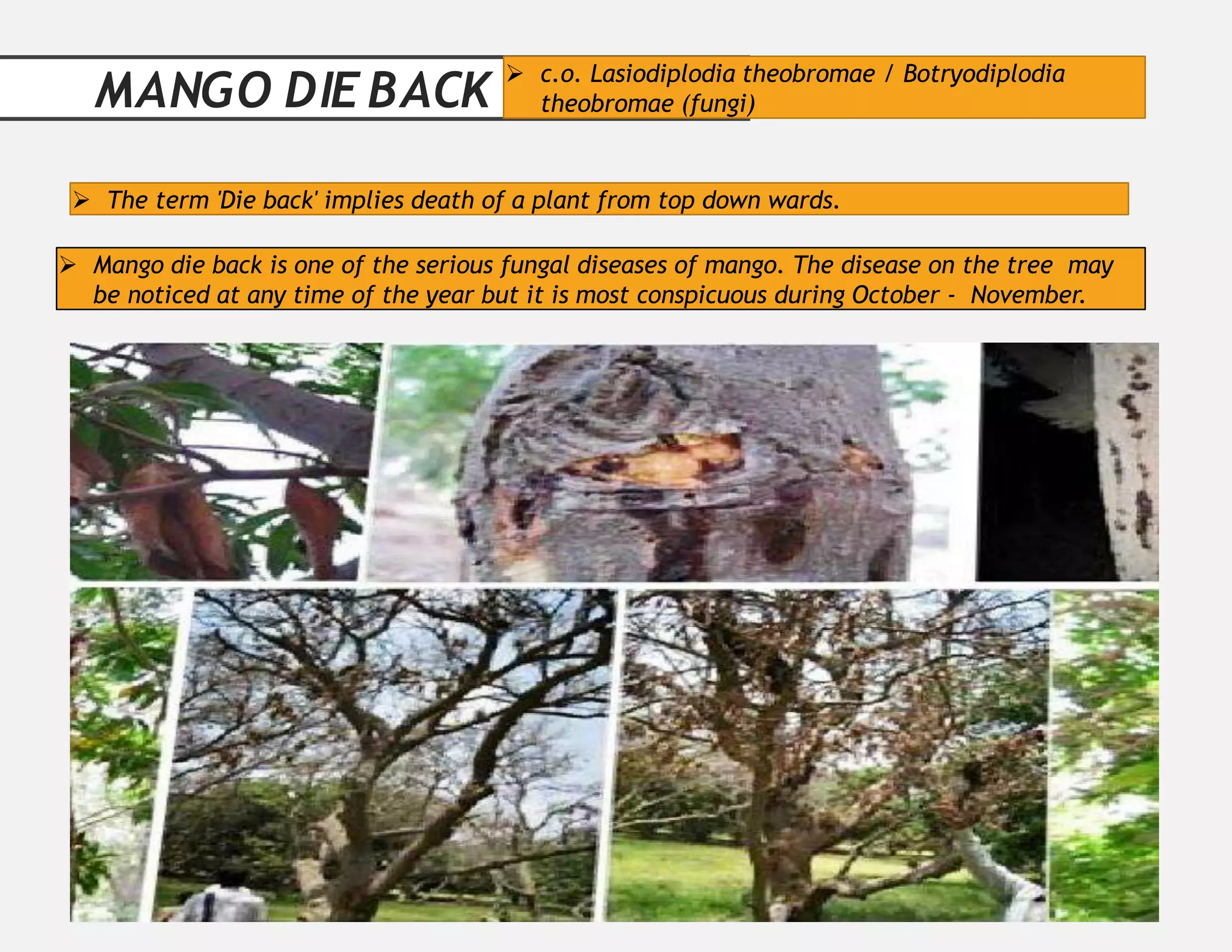 Azan -06 Mango Insect pests and diseases .pptx