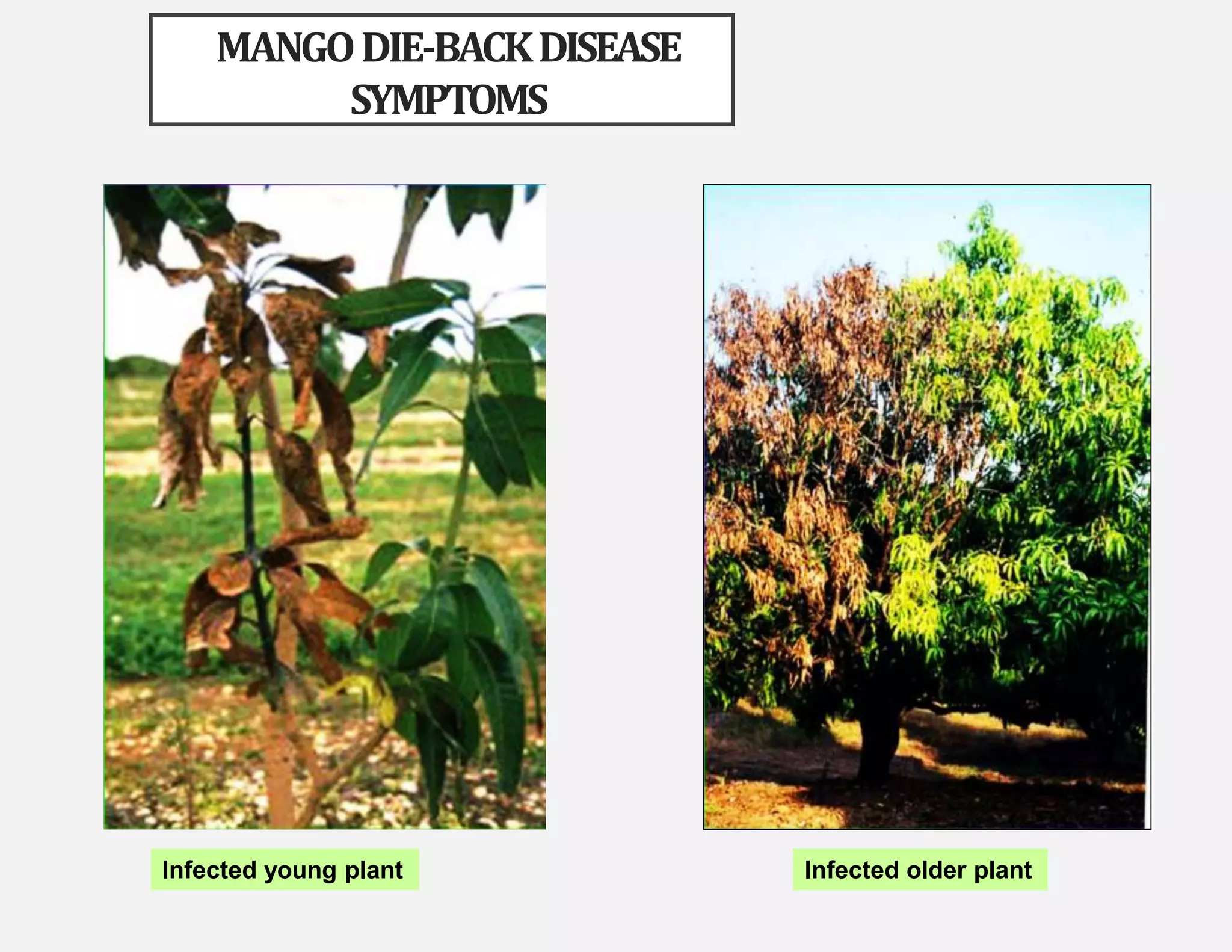 Azan -06 Mango Insect pests and diseases .pptx
