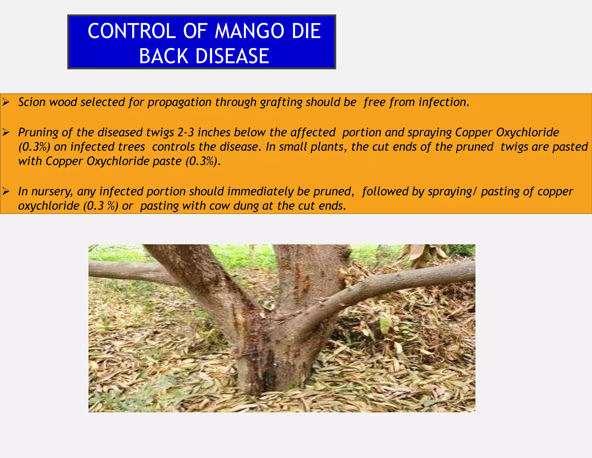 Azan -06 Mango Insect pests and diseases .pptx