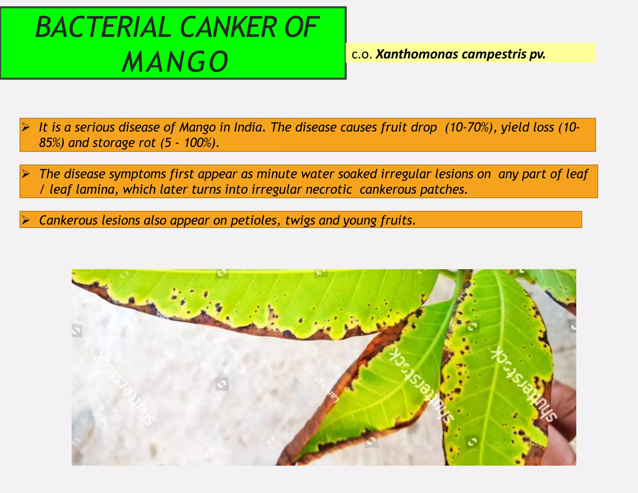 Azan -06 Mango Insect pests and diseases .pptx