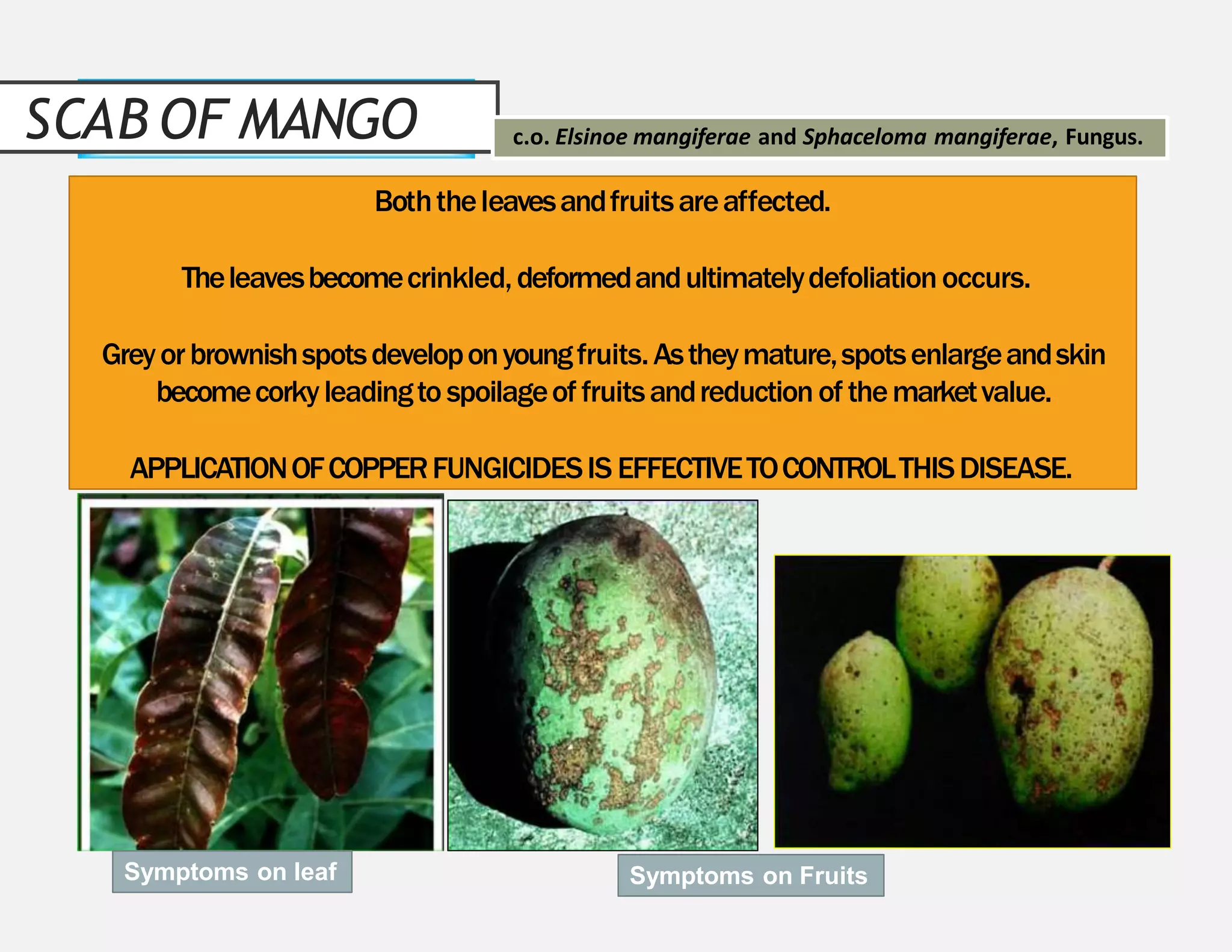 Azan -06 Mango Insect pests and diseases .pptx