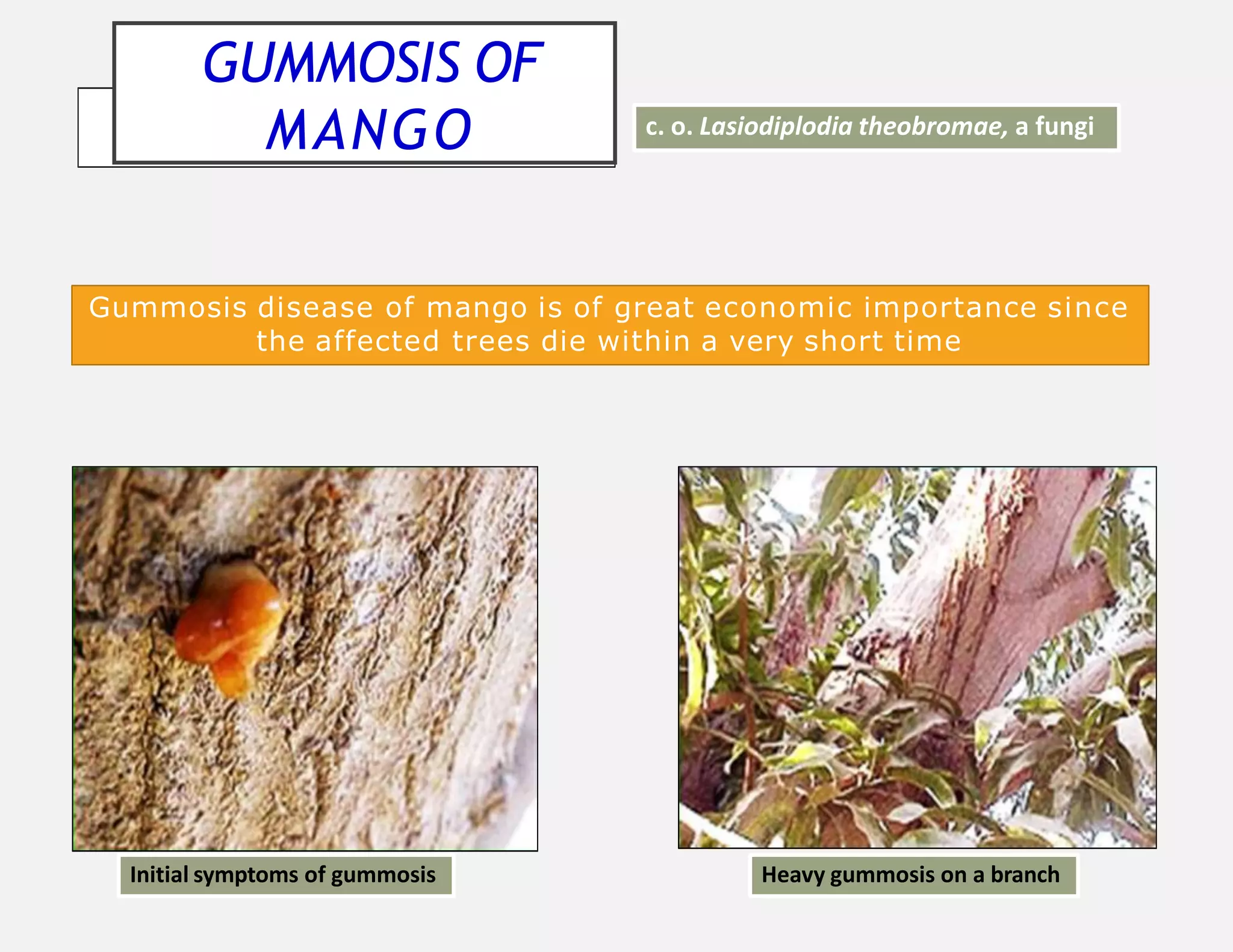 Azan -06 Mango Insect pests and diseases .pptx