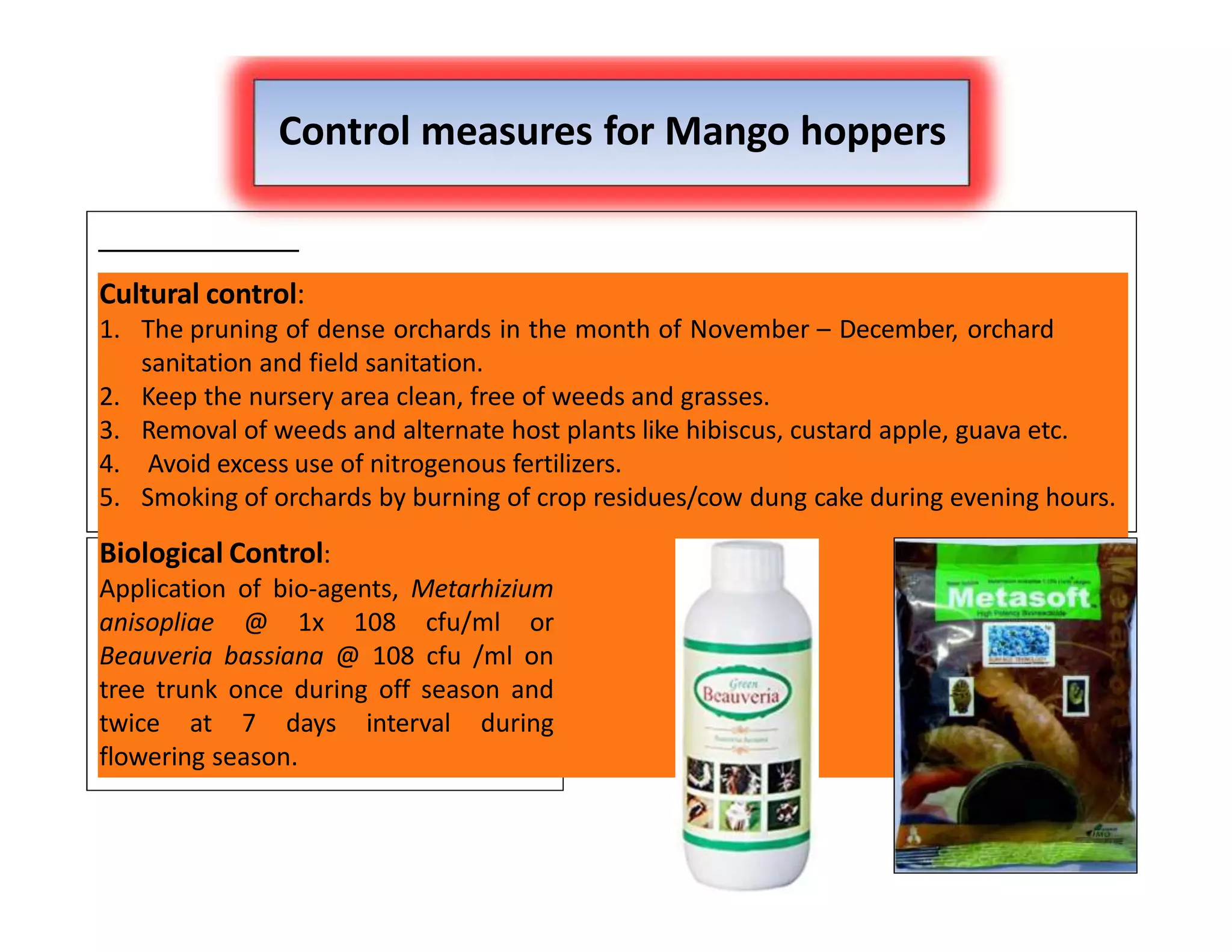 Azan -06 Mango Insect pests and diseases .pptx