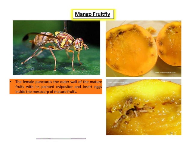 Azan -06 Mango Insect pests and diseases .pptx
