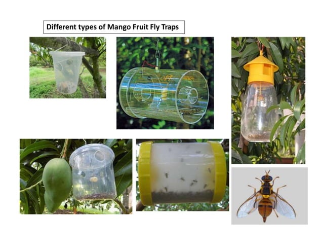 Azan -06 Mango Insect pests and diseases .pptx