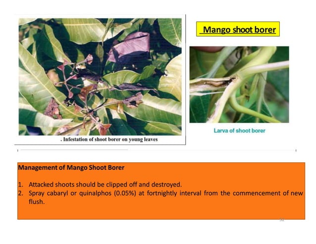 Azan -06 Mango Insect pests and diseases .pptx