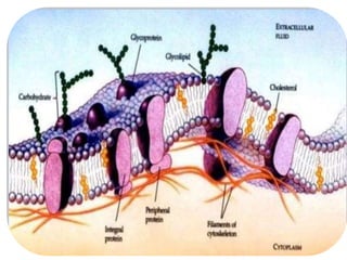 Complex proteins | PPT