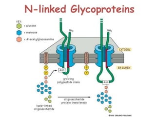 Complex proteins | PPTX