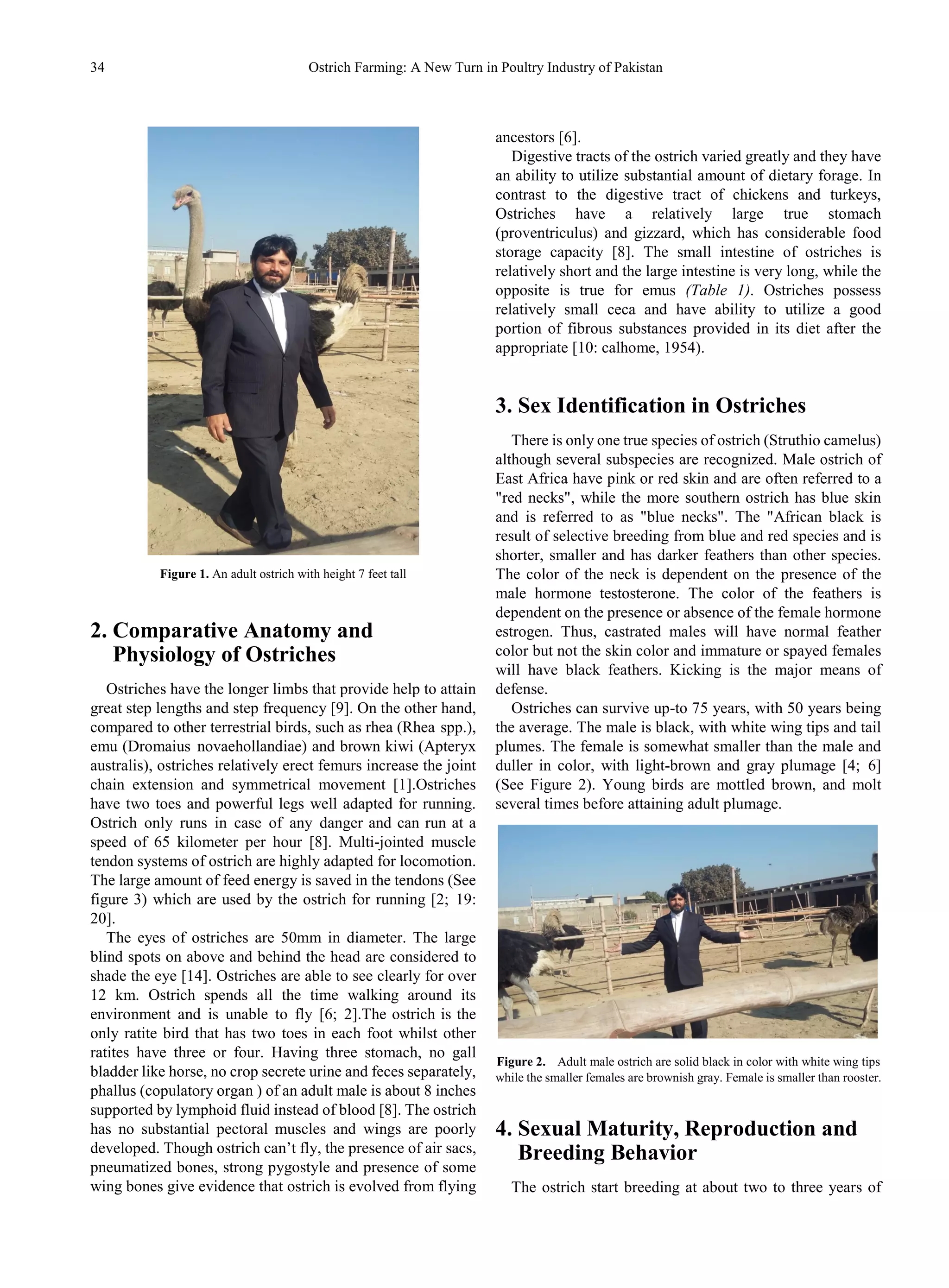 Ostrich production in Pakistan | PDF