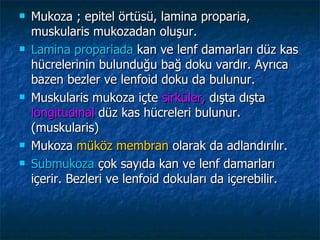 Ağız dil histolojisi | PPT