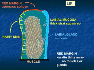 Ağız dil histolojisi | PPT