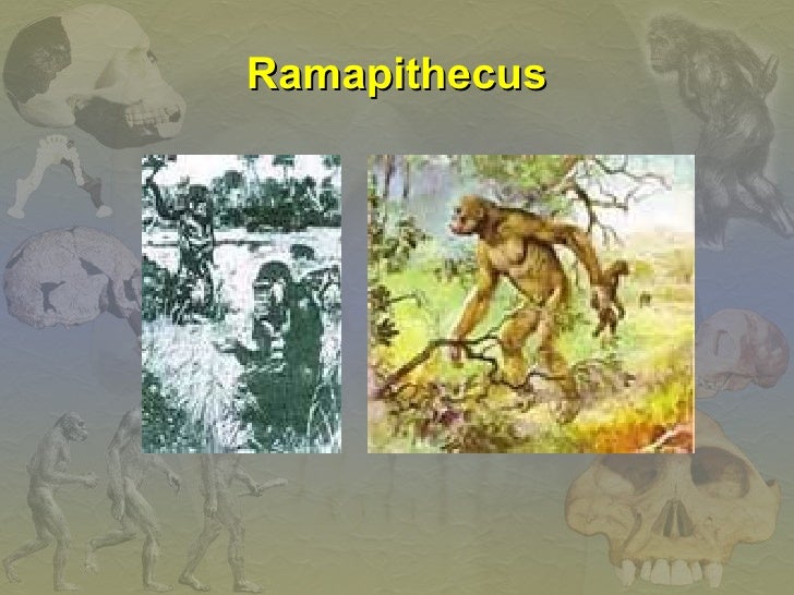 Az ember evolúciójának mitosza és a "rasszok"