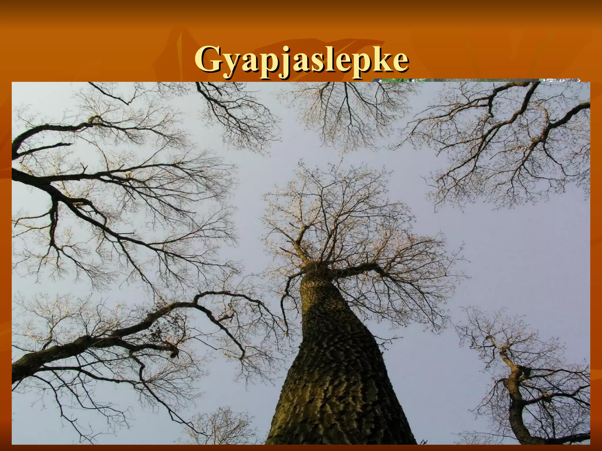 Az erdő élővilága - 6.osztály | PPT