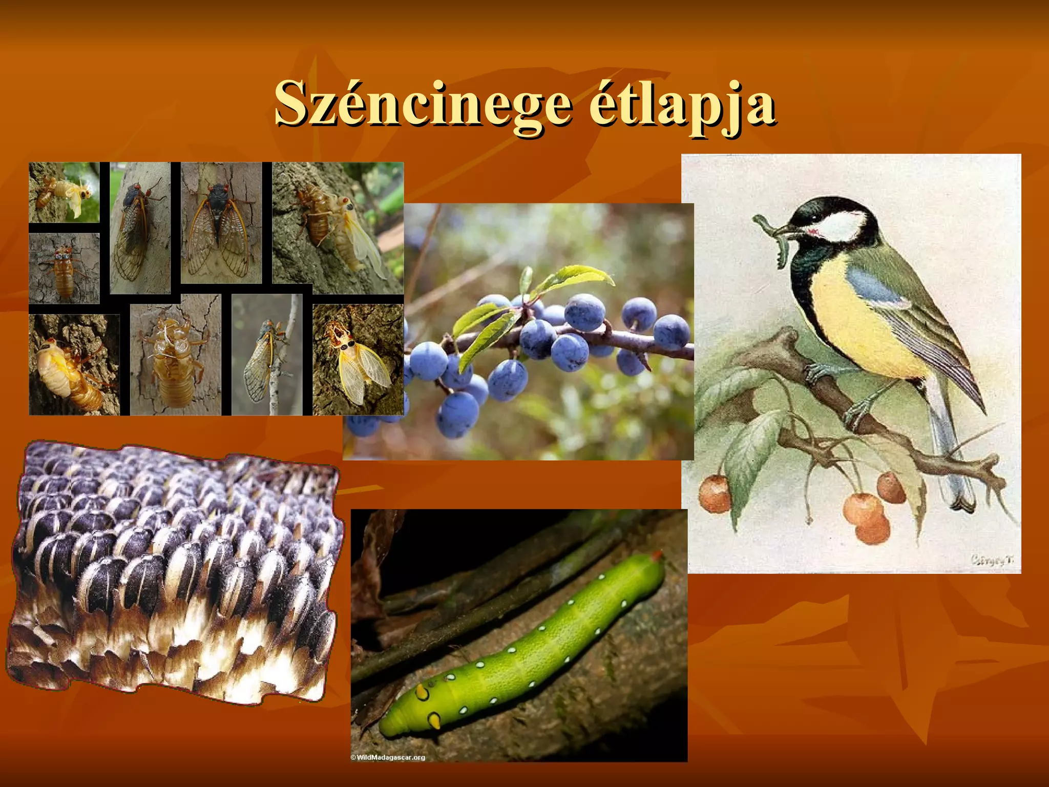 Az erdő élővilága - 6.osztály | PPT