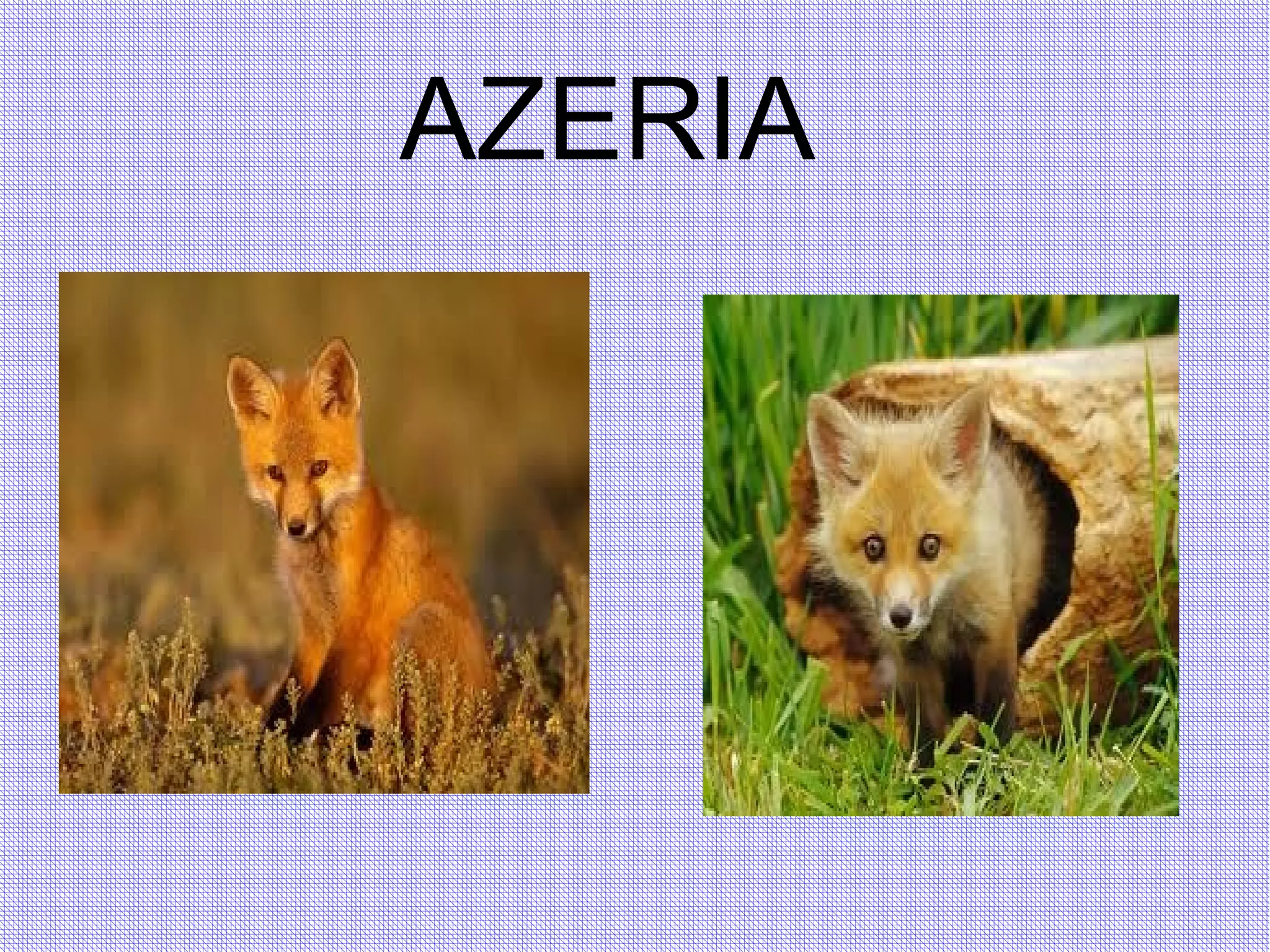 Azeria | ODP