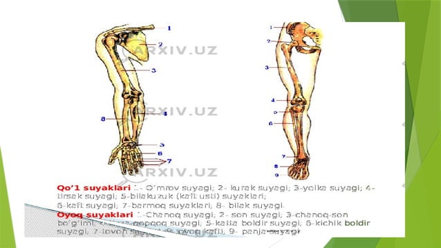 azimjon.pptx anatomoya anatomiya chanoq suyagi suyak | PPT