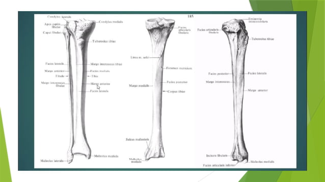 azimjon.pptx anatomoya anatomiya chanoq suyagi suyak | PPT