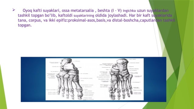 azimjon.pptx anatomoya anatomiya chanoq suyagi suyak | PPT