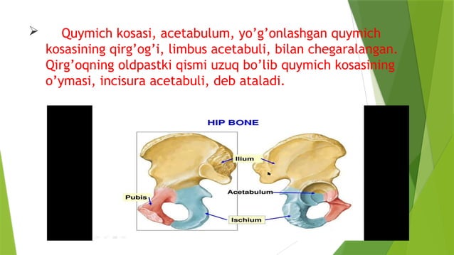 azimjon.pptx anatomoya anatomiya chanoq suyagi suyak | PPT