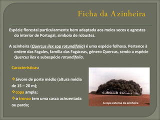 Azinheira ( Vegetação) | PPT