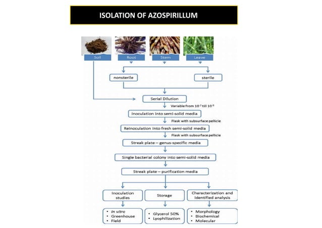 AZOSPIRILLUM | PPTX | Agriculture | Industries