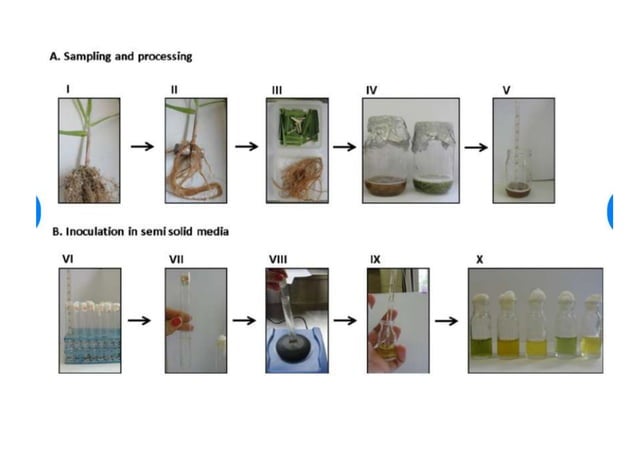 AZOSPIRILLUM | PPTX | Agriculture | Industries