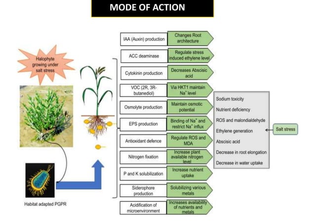 AZOSPIRILLUM | PPTX | Agriculture | Industries