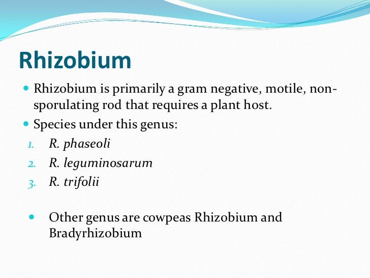 Azobacter & Rhizobium