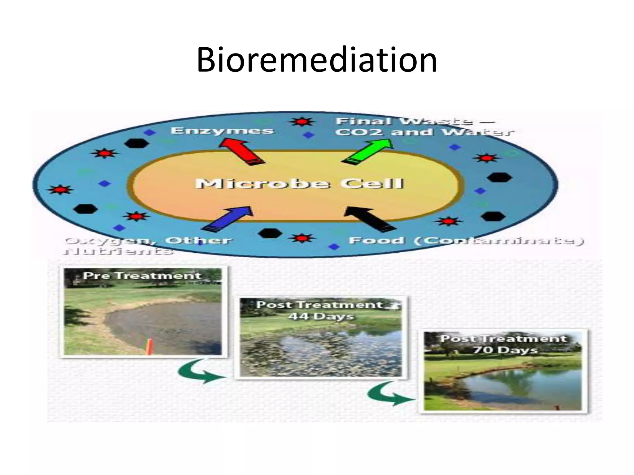 Azo dyes bioremediation and phytormediation | PPTX