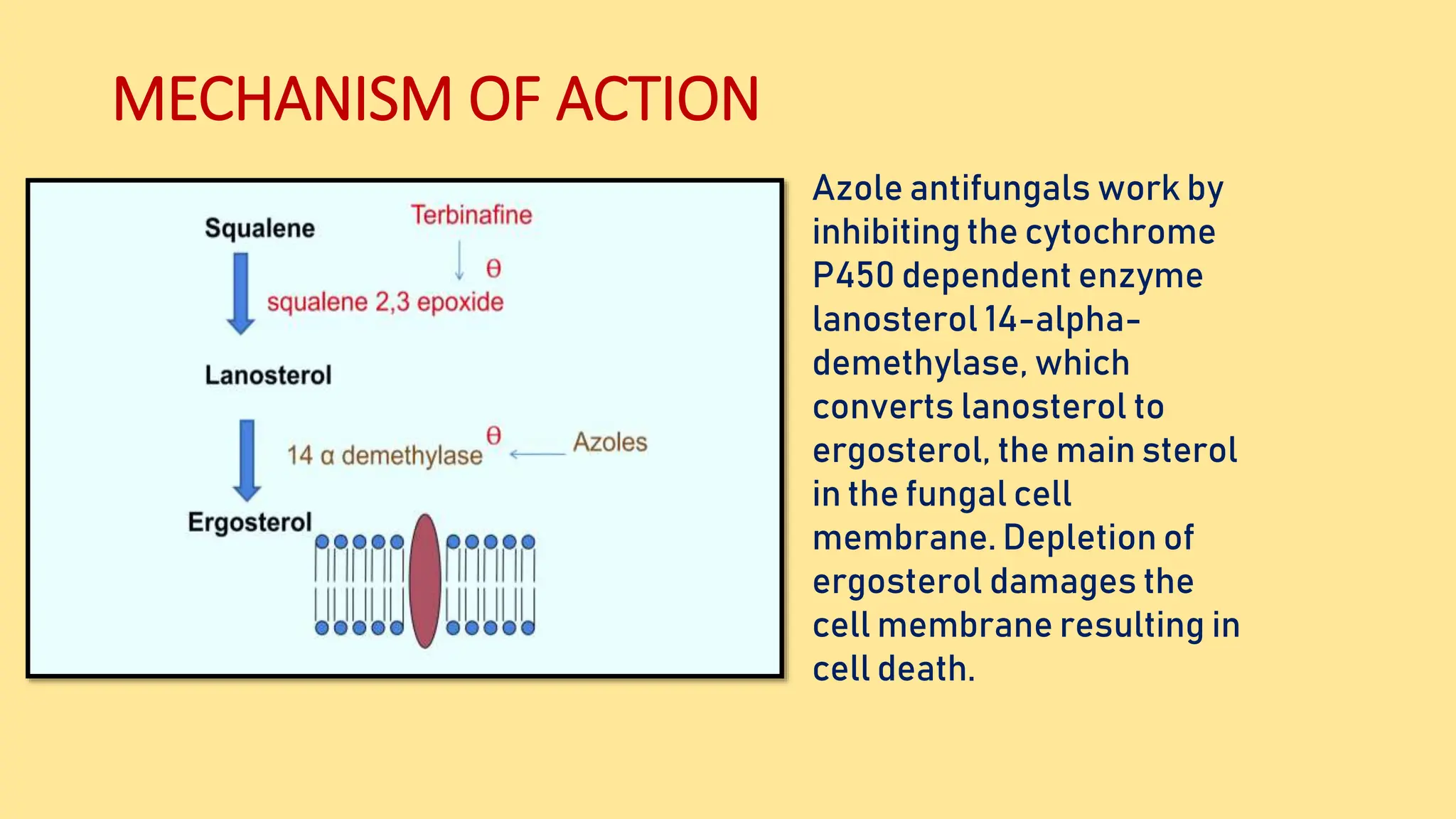 ANTIFUNGAL DRUGS - AZOLES. ppt . | PPTX