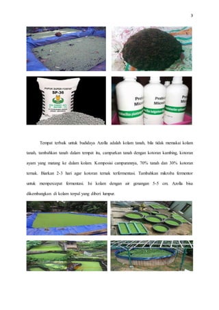 Azolla | DOCX