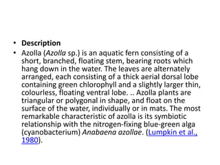 azolla.pptx