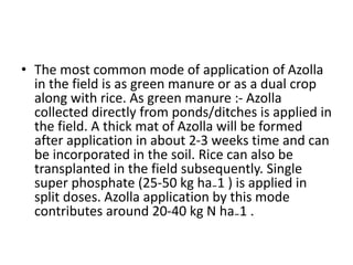 azolla.pptx