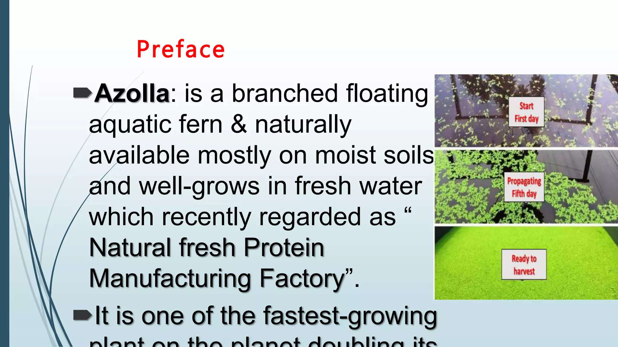 Azolla.pptx