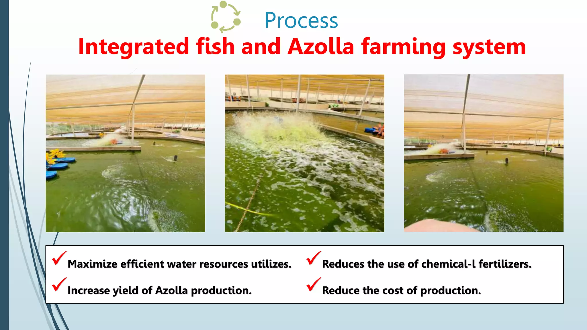 Azolla.pptx